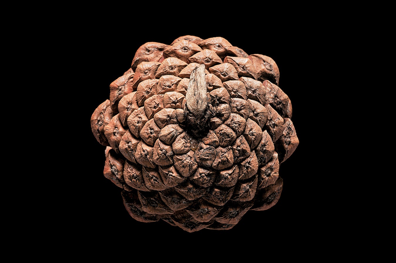 Poem: 'sap pitch and resin' | Scientific American