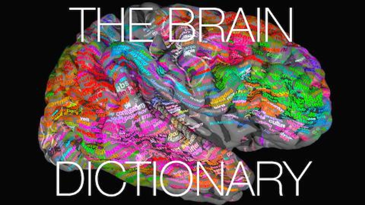 The Brain Dictionary | Scientific American