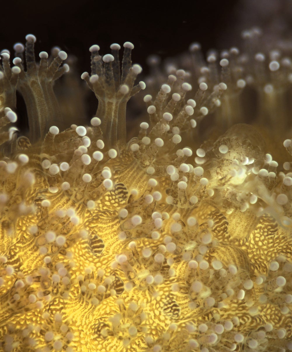A Coral Reef’s Battle for Survival Is Revealed by a New Microscope ...