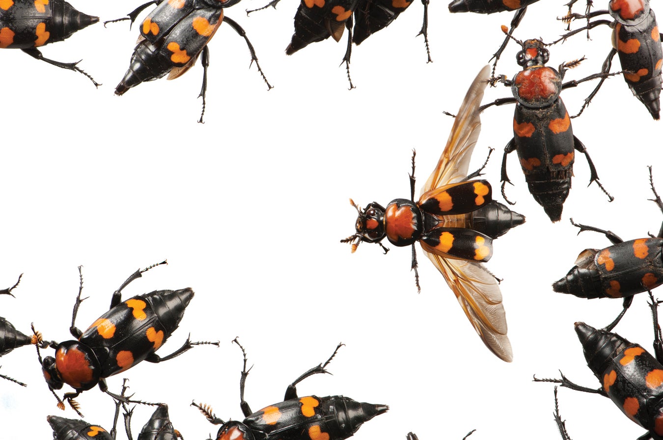 A Beautiful Insect That Buries Dead Bodies Is in the Middle of a ...