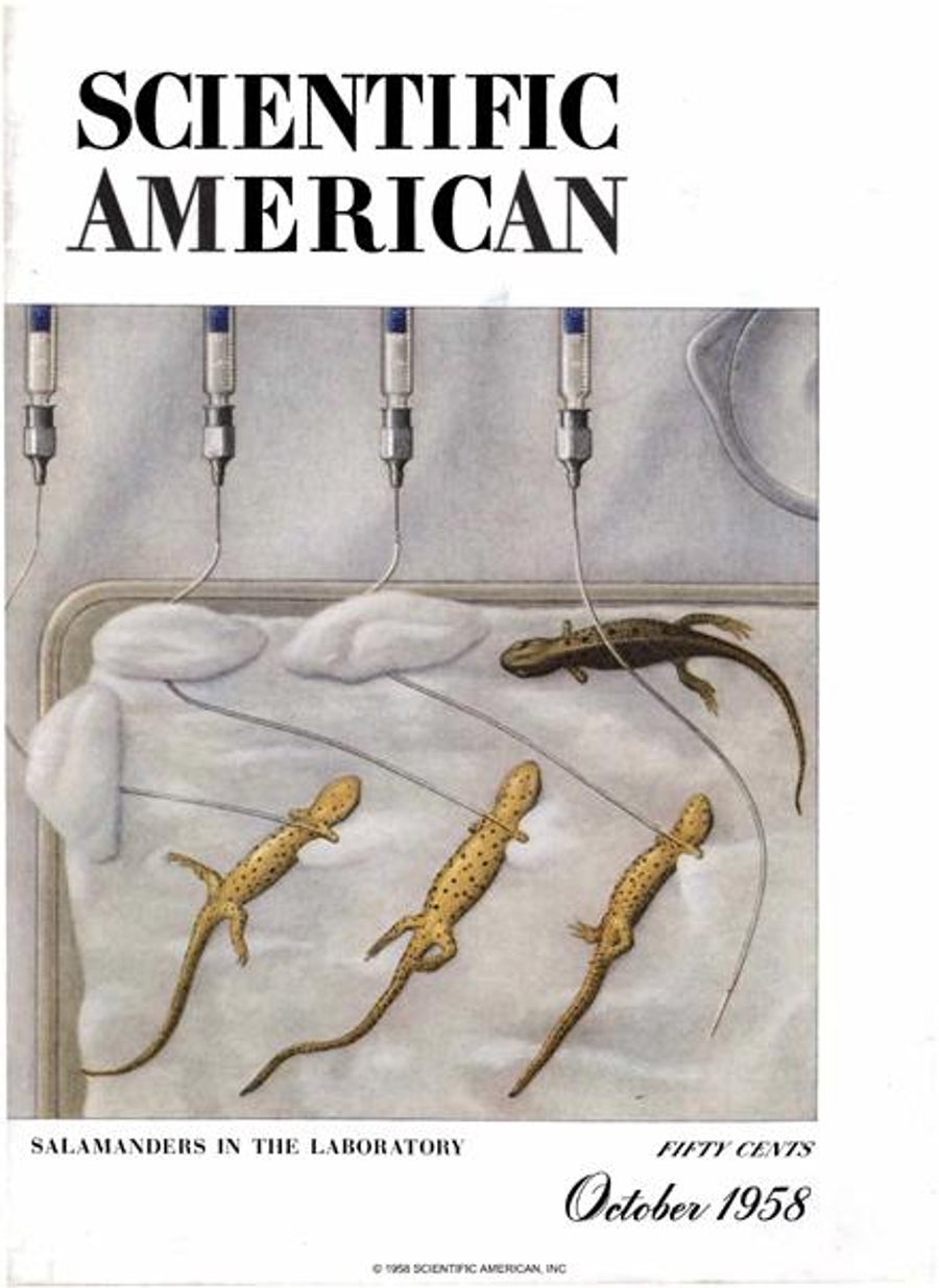 Ulcers in "Executive" Monkeys | Scientific American