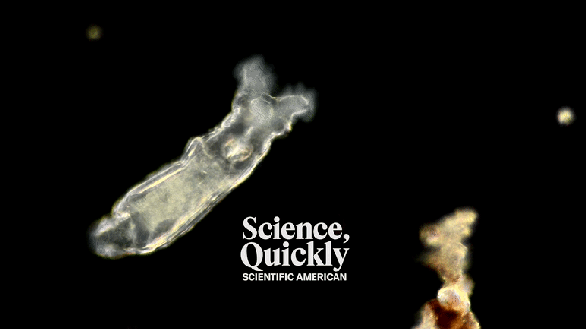 The Tale of the Rotifer That Came Back to Life after 25,000 Years in an ...