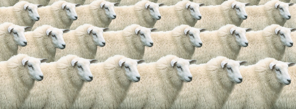 Whatever Happened to Cloning? - Scientific American Whatever Happened to Cloning? - Scientific American