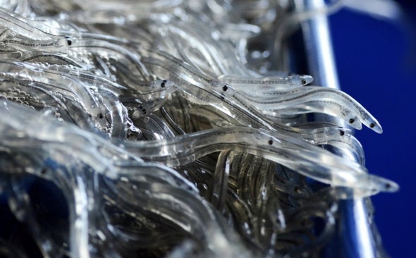Glass Eel Gold Rush Casts Maine Fishermen against Scientists ...