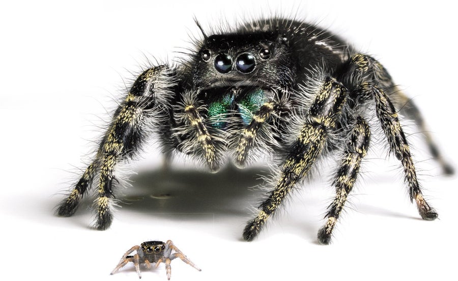 Baby Jumping Spiders See Surprisingly Well | Scientific American