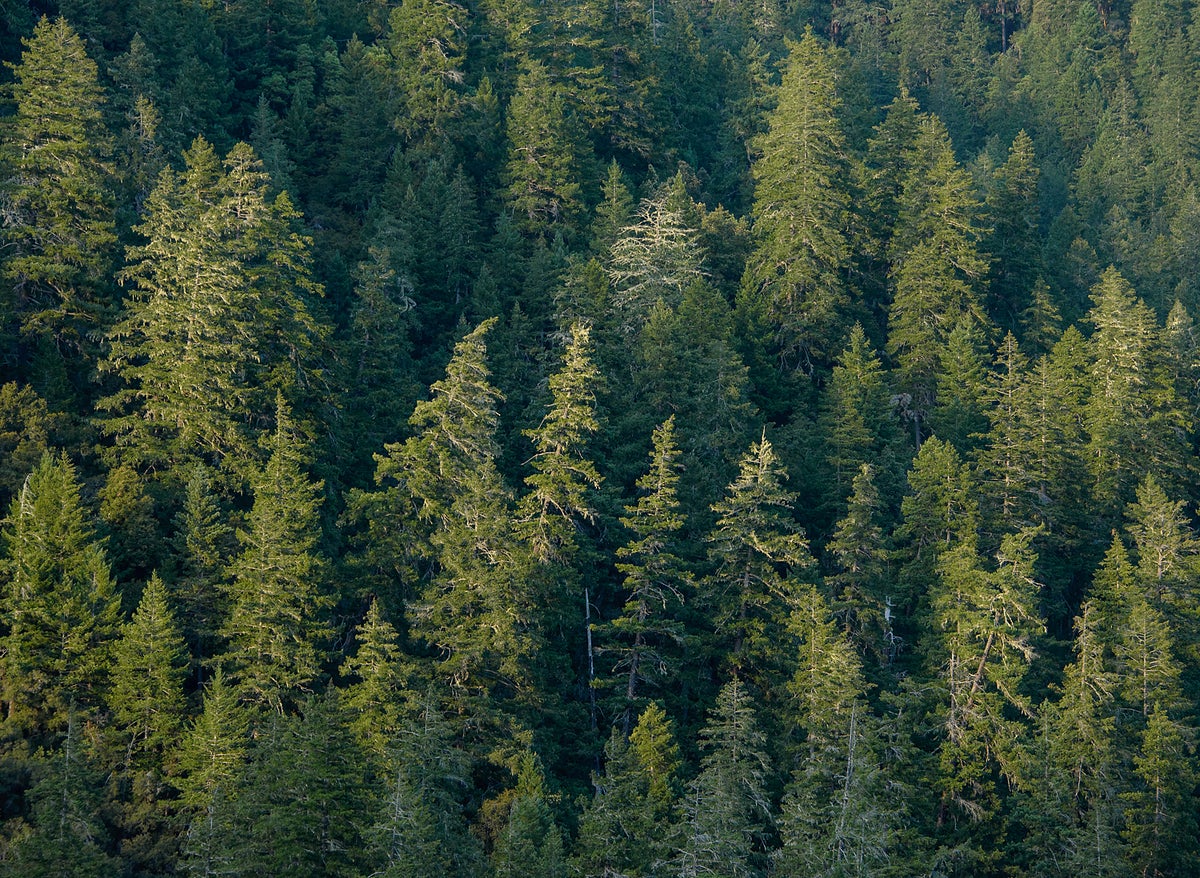 Rising Temperatures Stunt Tree Growth | Scientific American