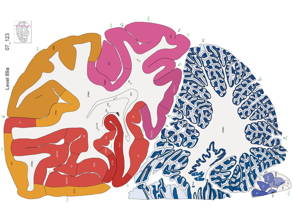 Human Brain Map Gets a Bold New Update | Scientific American