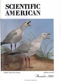 The Evolution of Behavior in Gulls - Scientific American