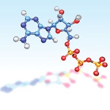 The Double Life of ATP in Humans - Scientific American