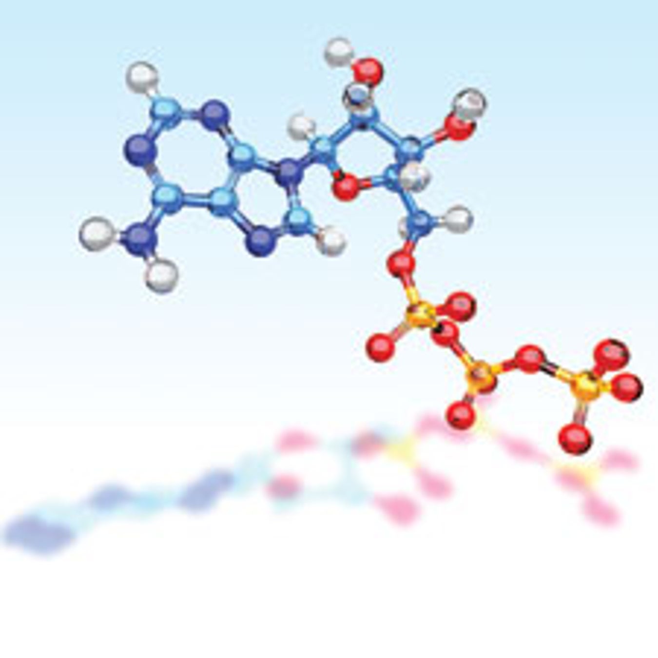 The Double Life of ATP in Humans | Scientific American