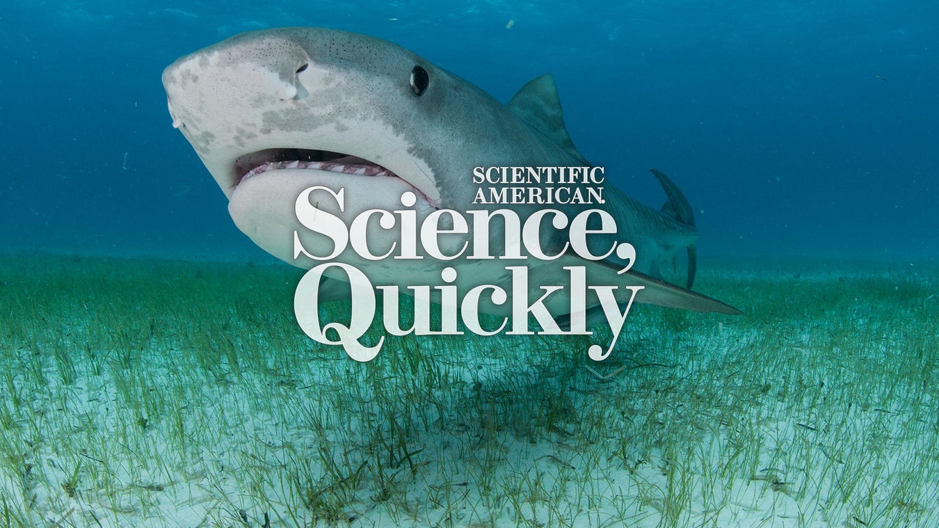 How Helper Sharks Discovered the World's Largest Seagrass Ecosystem ...