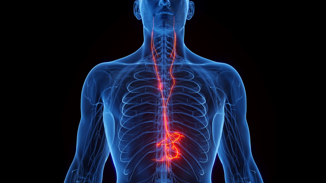 Zapping the Vagus Nerve Could Relieve Some Long COVID Symptoms ...