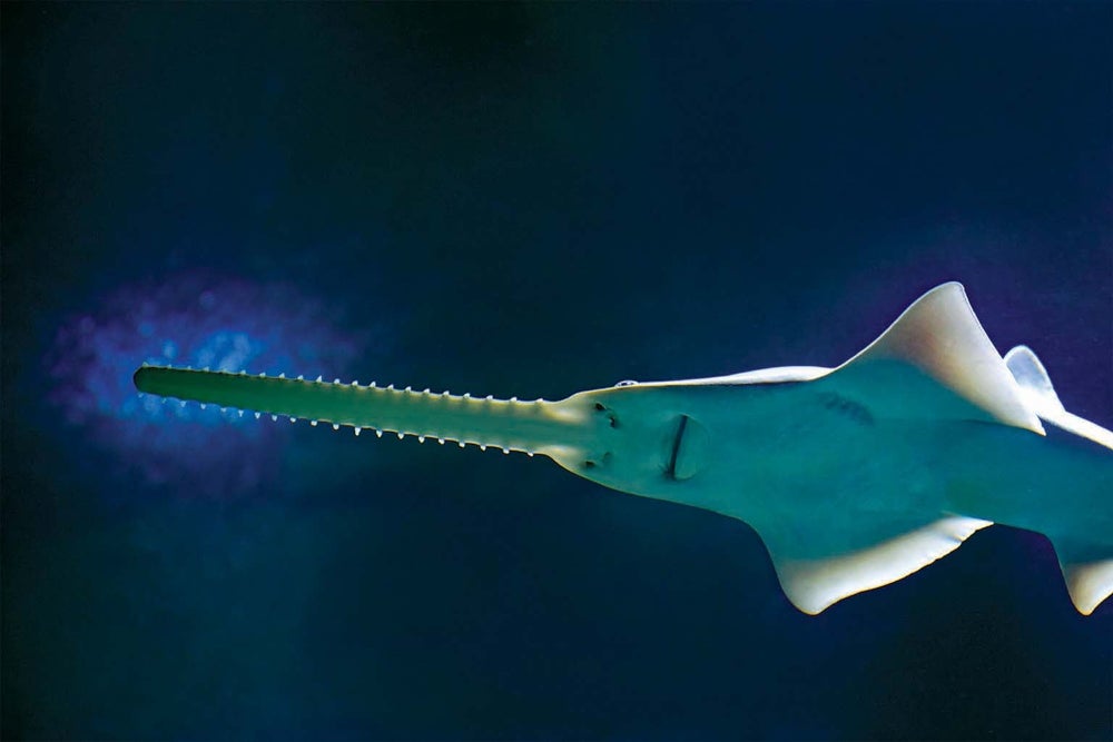 Ancient Sawfish Help to Illuminate Our Teeth's Scaly Origins ...