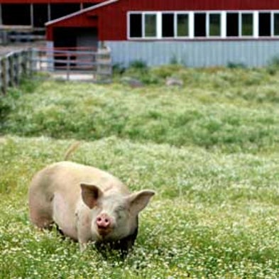 Deadly Pig Virus Slips through U.S. Borders - Scientific American