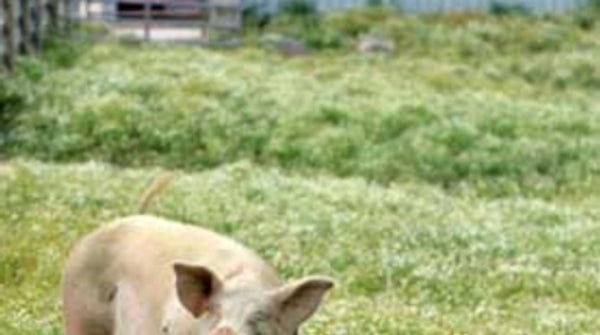 Deadly Pig Virus Slips through U.S. Borders - Scientific American