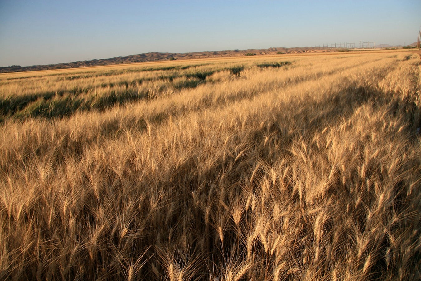 Plant-Genome Hackers Seek Better Ways to Produce Customized Crops ...