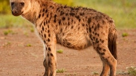 Evolution - Scientific American