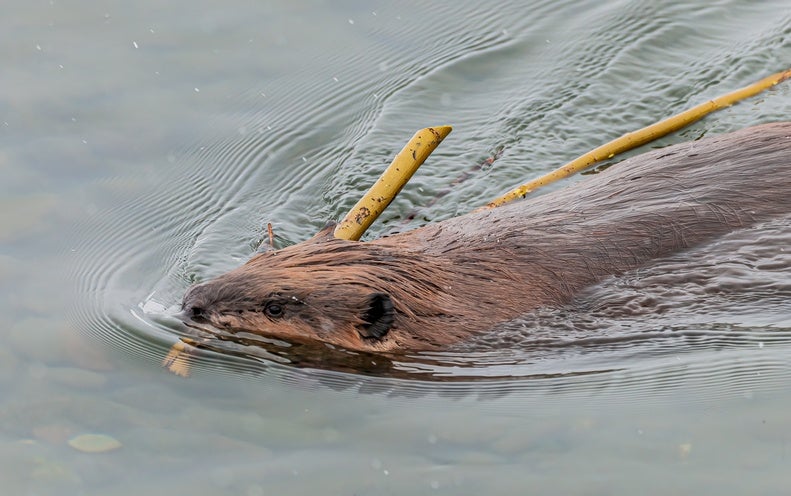 The Beaver Emerges as a 'Climate-Solving Hero' - Scientific American