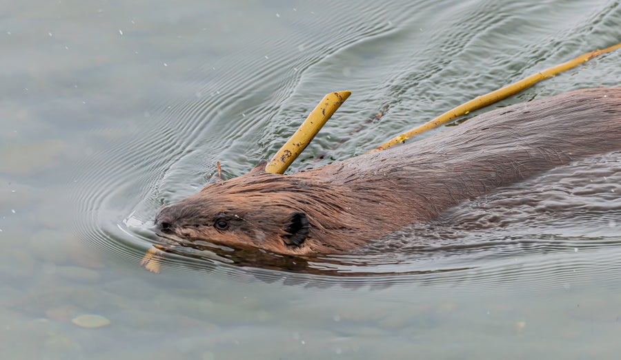 The Beaver Emerges as a 'Climate-Solving Hero' | Scientific American