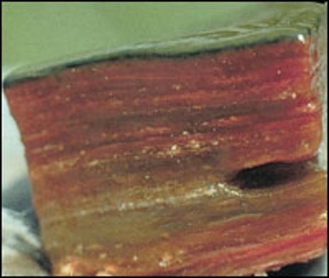 Sun-Swilling, Heat-Resistant Extremophile Discovered in Yellowstone ...
