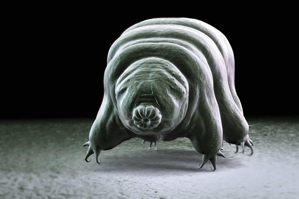 Tardigrade Protein Protects DNA from Chemical Attack | Scientific American