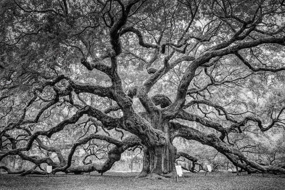 How Oak Trees Evolved to Rule the Forests of the Northern Hemisphere ...