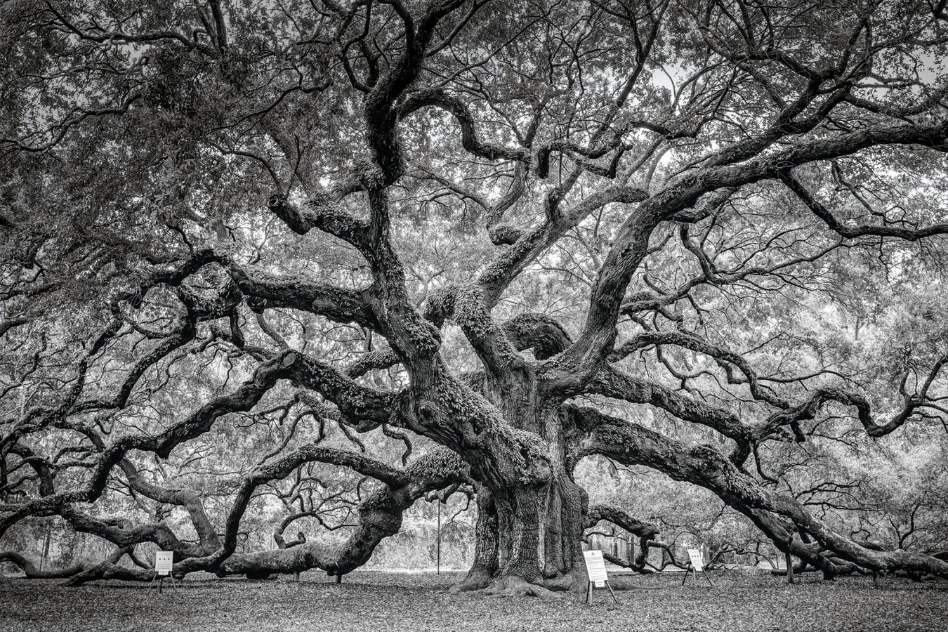 How Oak Trees Evolved to Rule the Forests of the Northern Hemisphere ...
