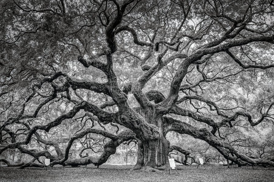 How Oak Trees Evolved to Rule the Forests of the Northern Hemisphere ...