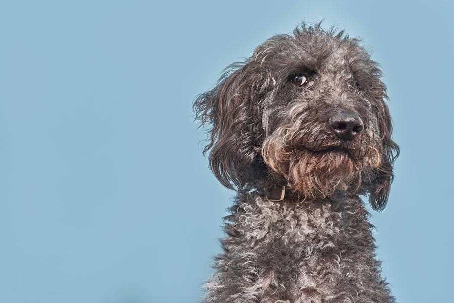 Your Dog May Not Be a Genius, after All | Scientific American