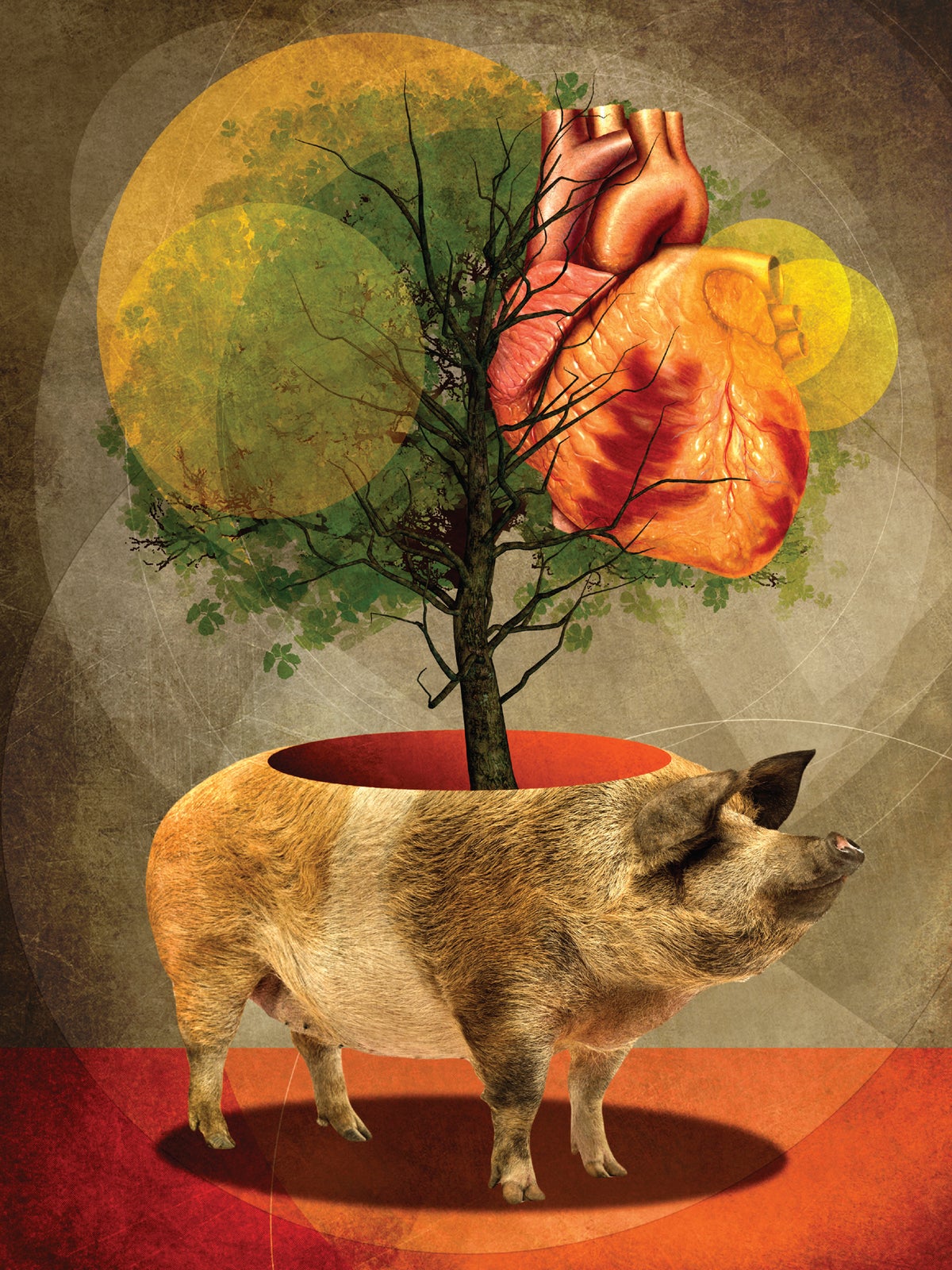 Human–Animal Embryos: A Potential New Source of Transplant Organs ...