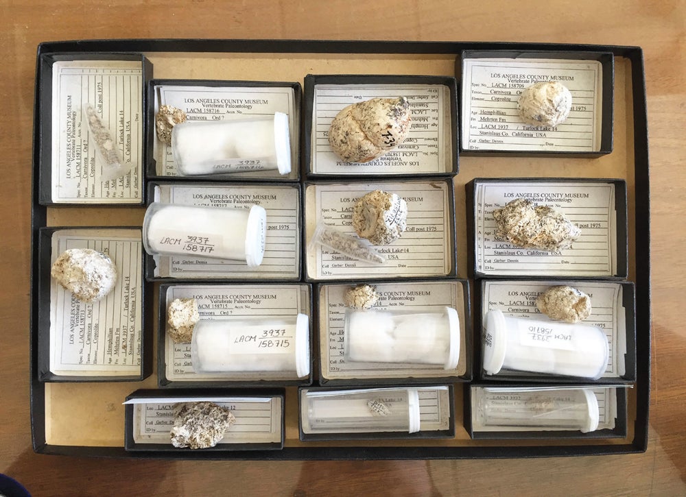 "Bone-Crushing" Dogs Left Evidence in Their Poop | Scientific American