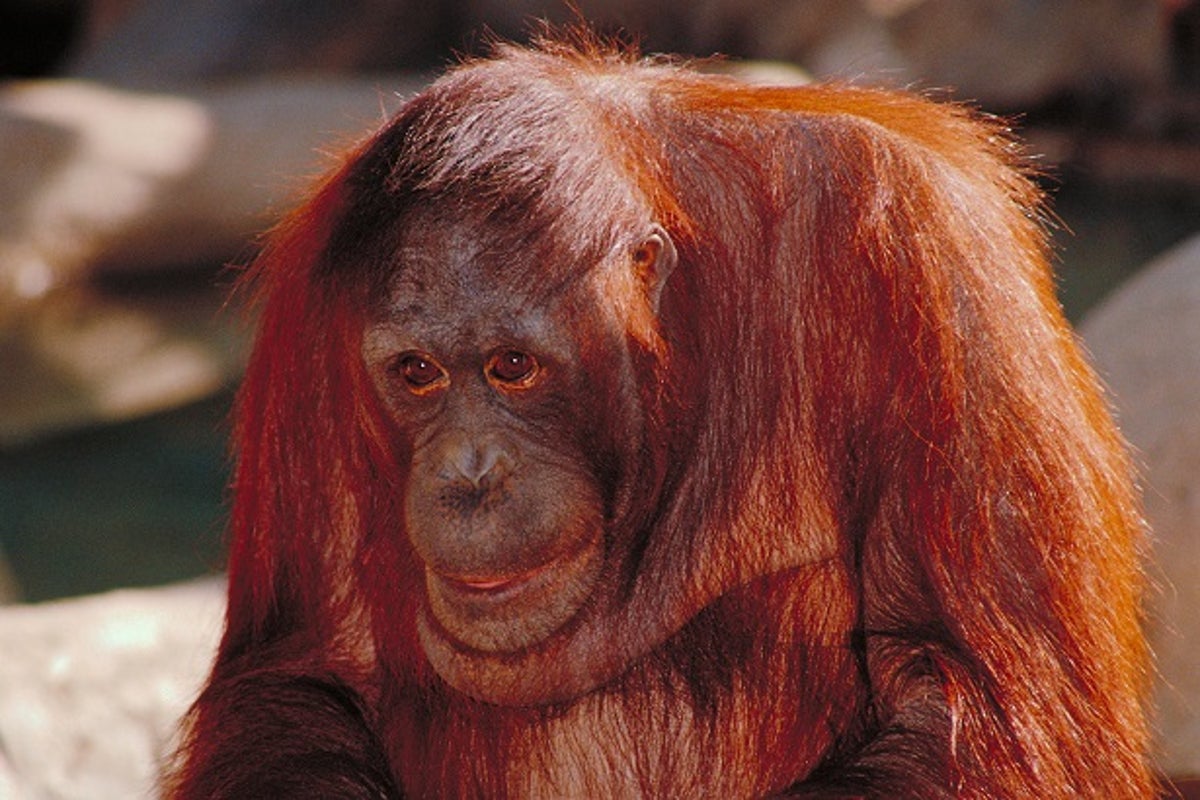 Great Ape Makes Good Doc | Scientific American