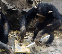 Chimps Spread the News - Scientific American