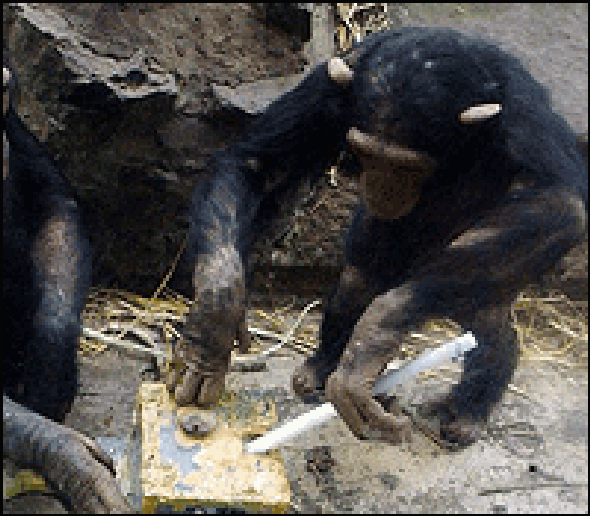 Chimps Spread the News - Scientific American