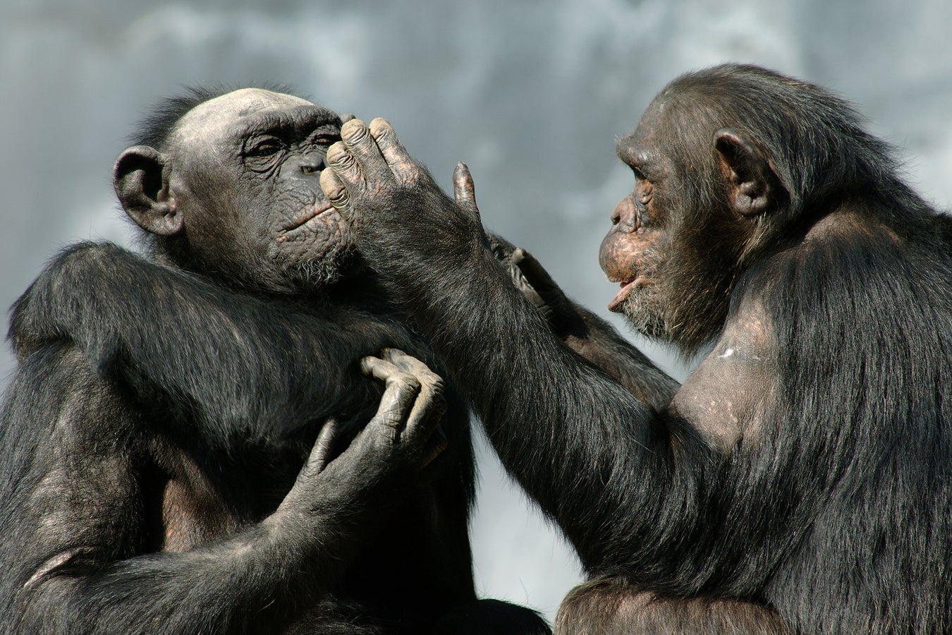 Humans Can Correctly Guess the Meaning of Chimp Gestures | Scientific ...