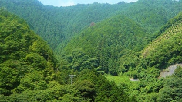 A Role for Trees in Climate Change Legislation? - Scientific American