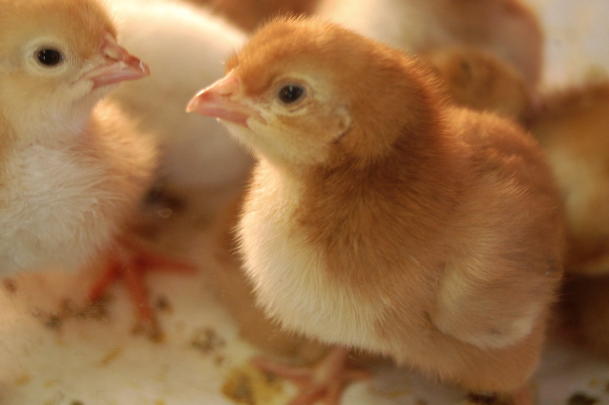 Baby Chicks' Mental Number Line Looks Like Ours | Scientific American