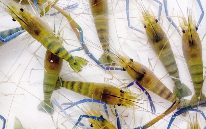 Single Sex Prawns Could Aid Fight Against Snail Borne Disease Scientific American