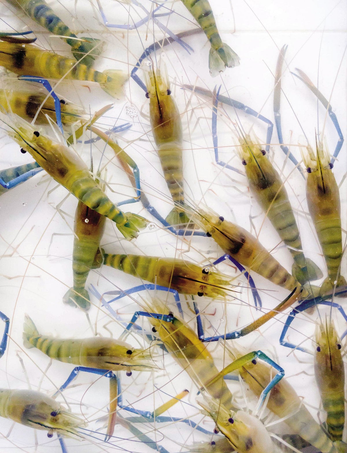 Single-Sex Prawns Could Aid Fight against Snail-Borne Disease ...