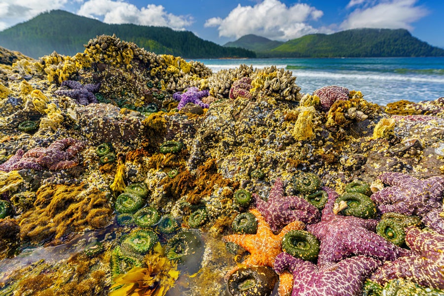 Pacific Northwest Heat Wave Killed More Than One Billion Sea Creatures ...