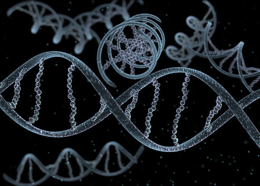 Gene-Editing Research in Human Embryos Gains Momentum | Scientific American