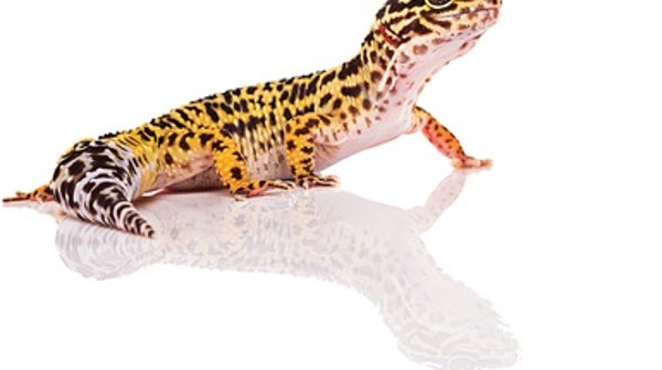 Lizards Learn a Silly Walk after Losing Their Tails - Scientific American