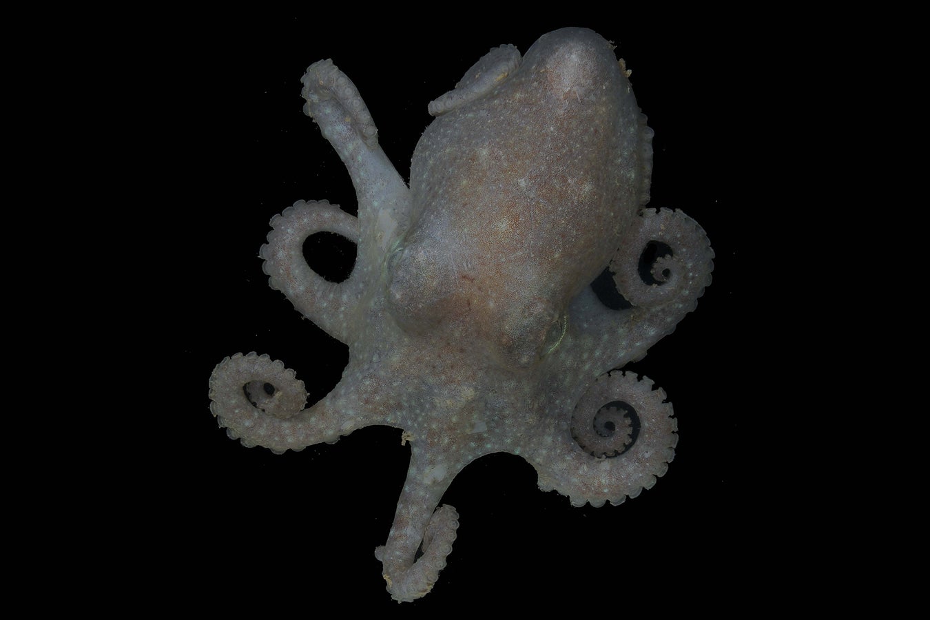 Antarctic Octopus Holds Secrets of Prehistoric Ice Loss in Its Genome ...