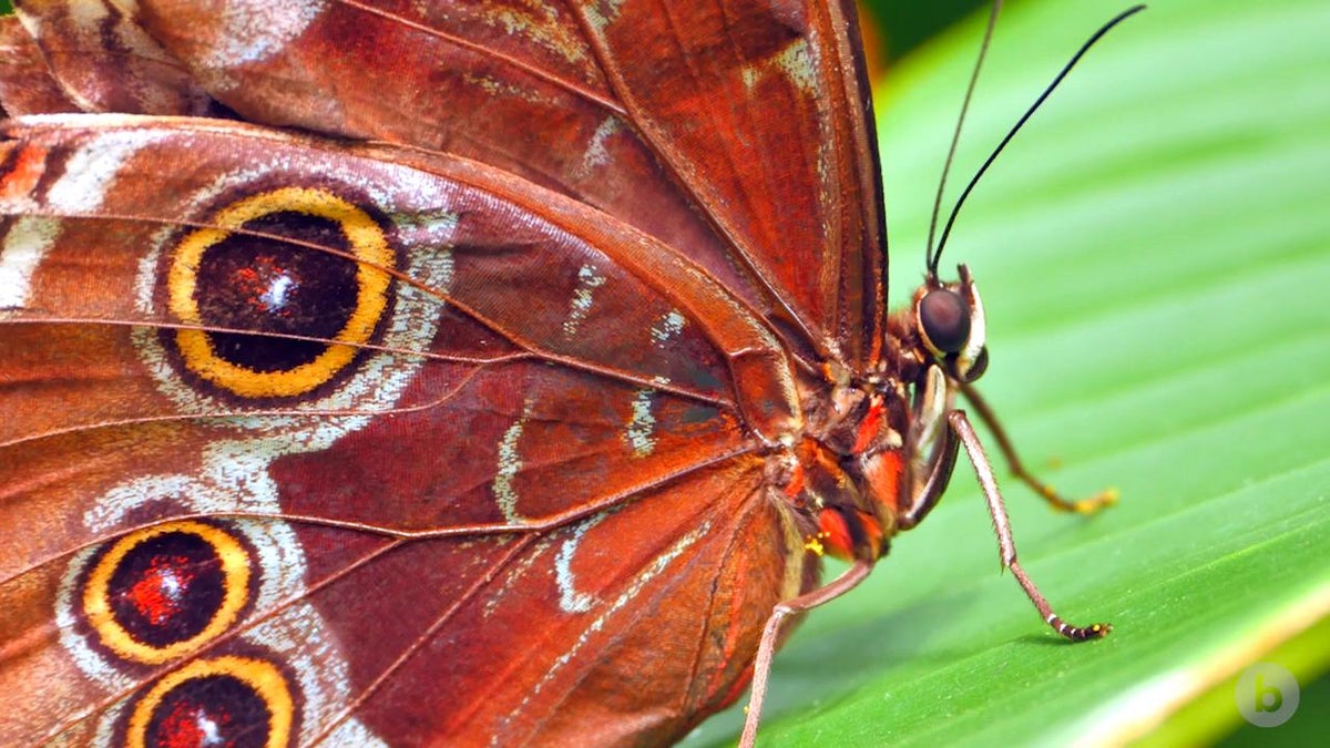 How to Build a Butterfly Wing | Scientific American