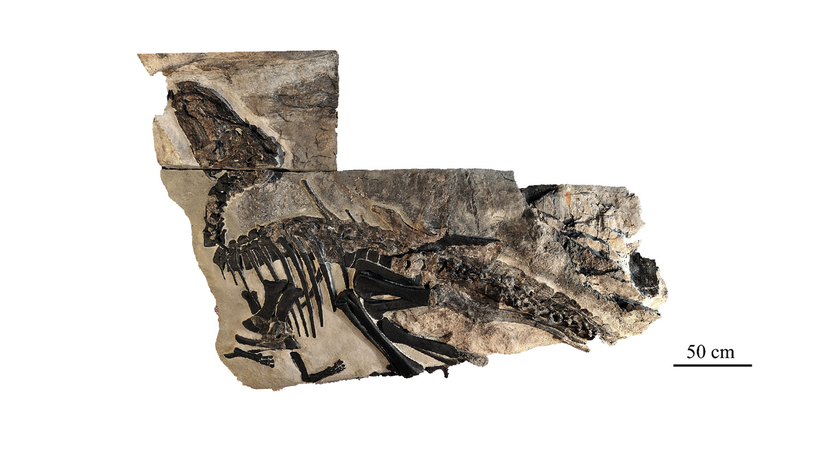 Beipiaosaurus Fossil Beipiaosaurus Pictures & Facts The Dinosaur