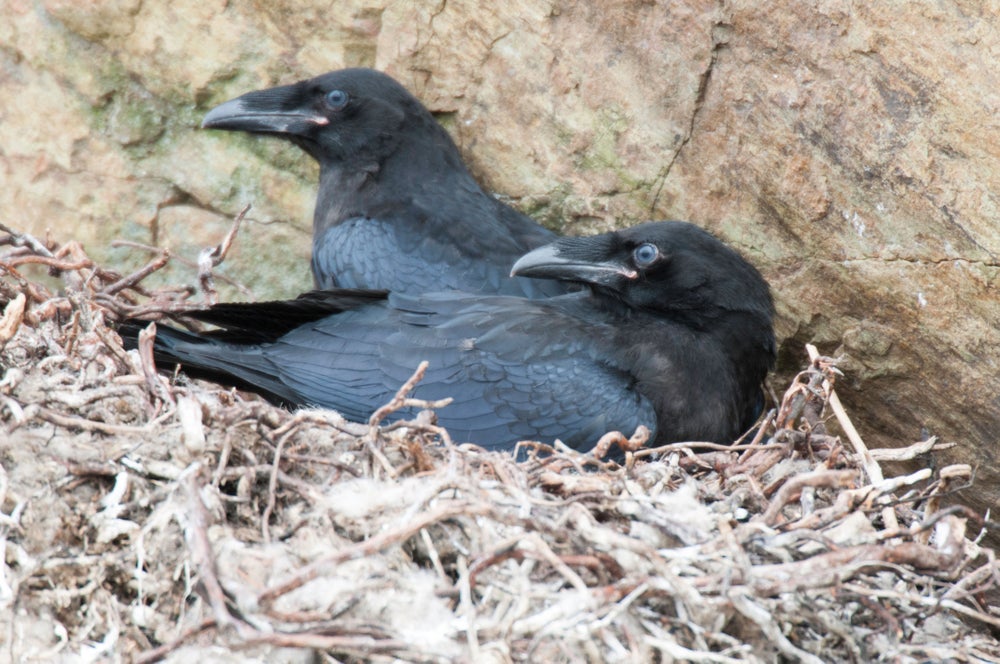 Ravens Measure Up to Great Apes on Intelligence | Scientific American