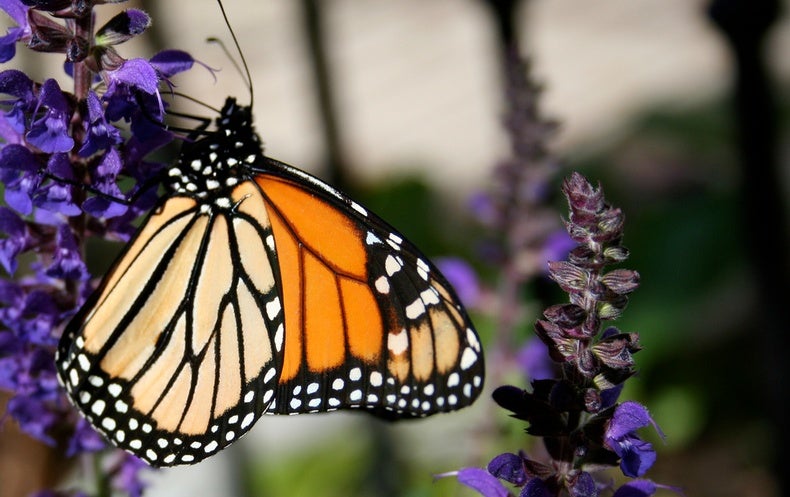 How Animals Got Their Spots And Stripes According To Math how-animals-got-their-spots-and-stripes-according-to-math