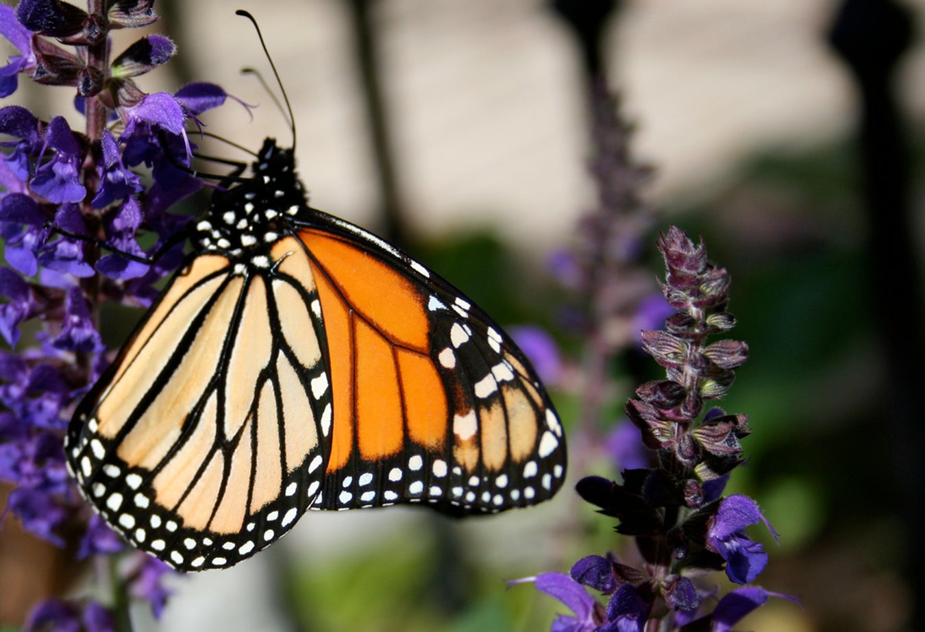 How Animals Got Their Spots and Stripes – According to Math ...