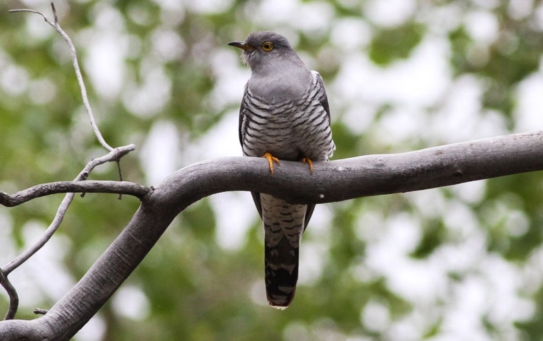 Vagrant Birds May Portend Species Distribution in Climate-Changed World ...