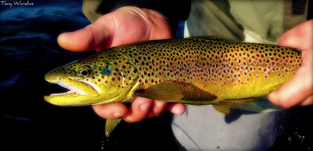 Pollution Spurs Rapid Adaptation in Trout | Scientific American